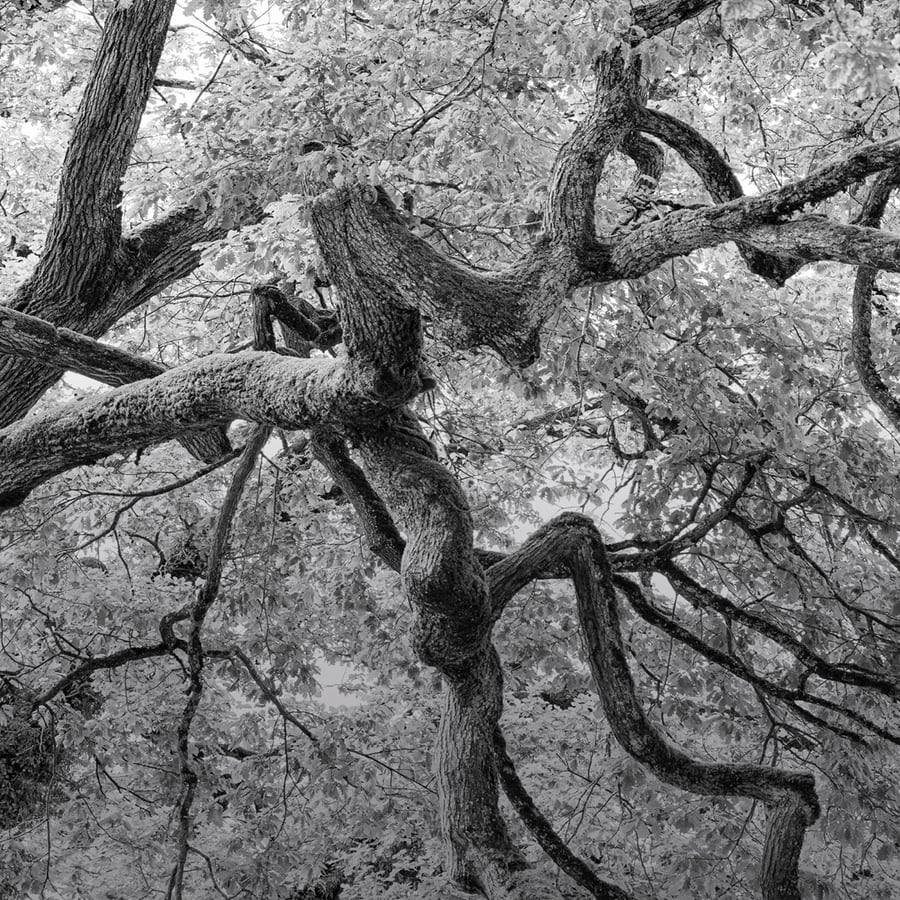 There's a watch for everyone | Oris